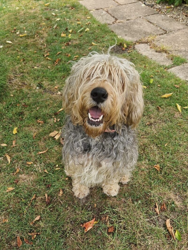 Crufts 2026 Critiques – Otterhound Club